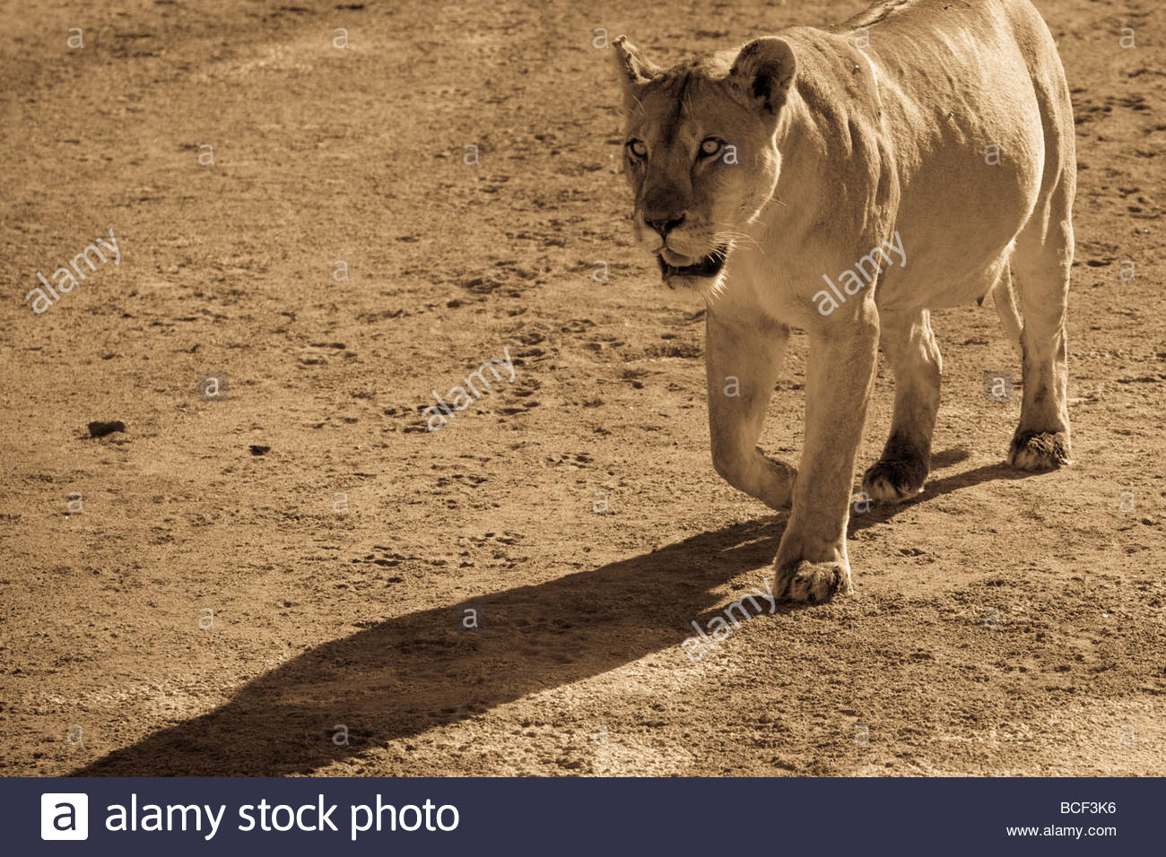 An African Lion walks away from the sun Stock Photo - Alamy