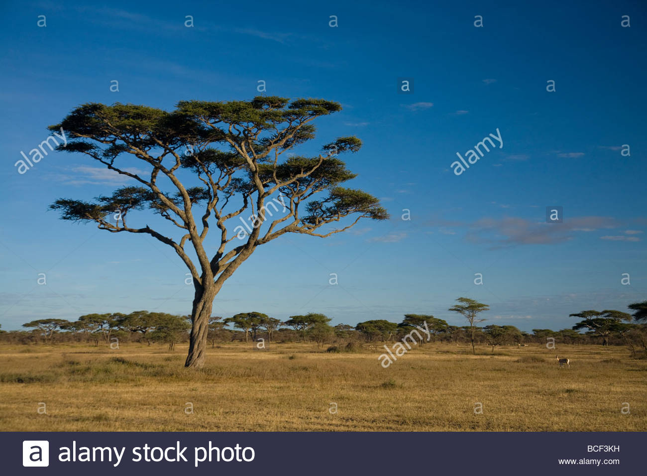 An acacia tree grows in a plain in Serengeti National Park Stock Photo ...