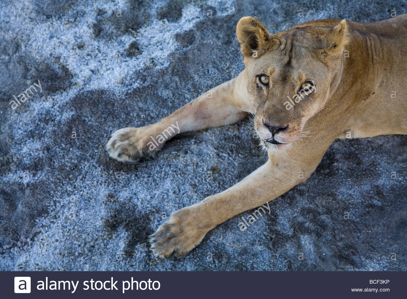 An African Lion looks up at the camera Stock Photo - Alamy