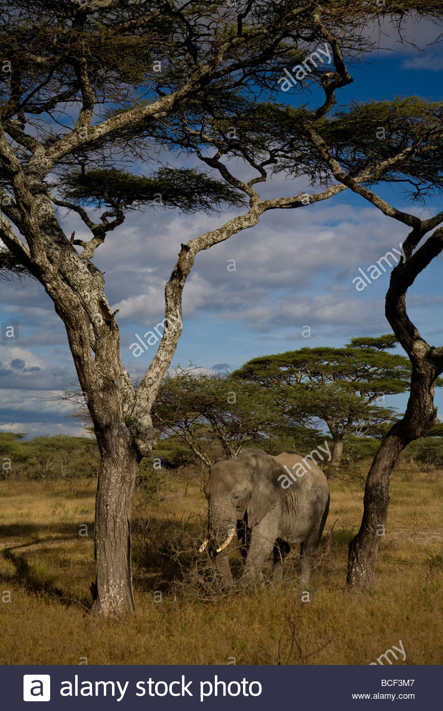 An African elephant walks between Acacia trees Stock Photo - Alamy