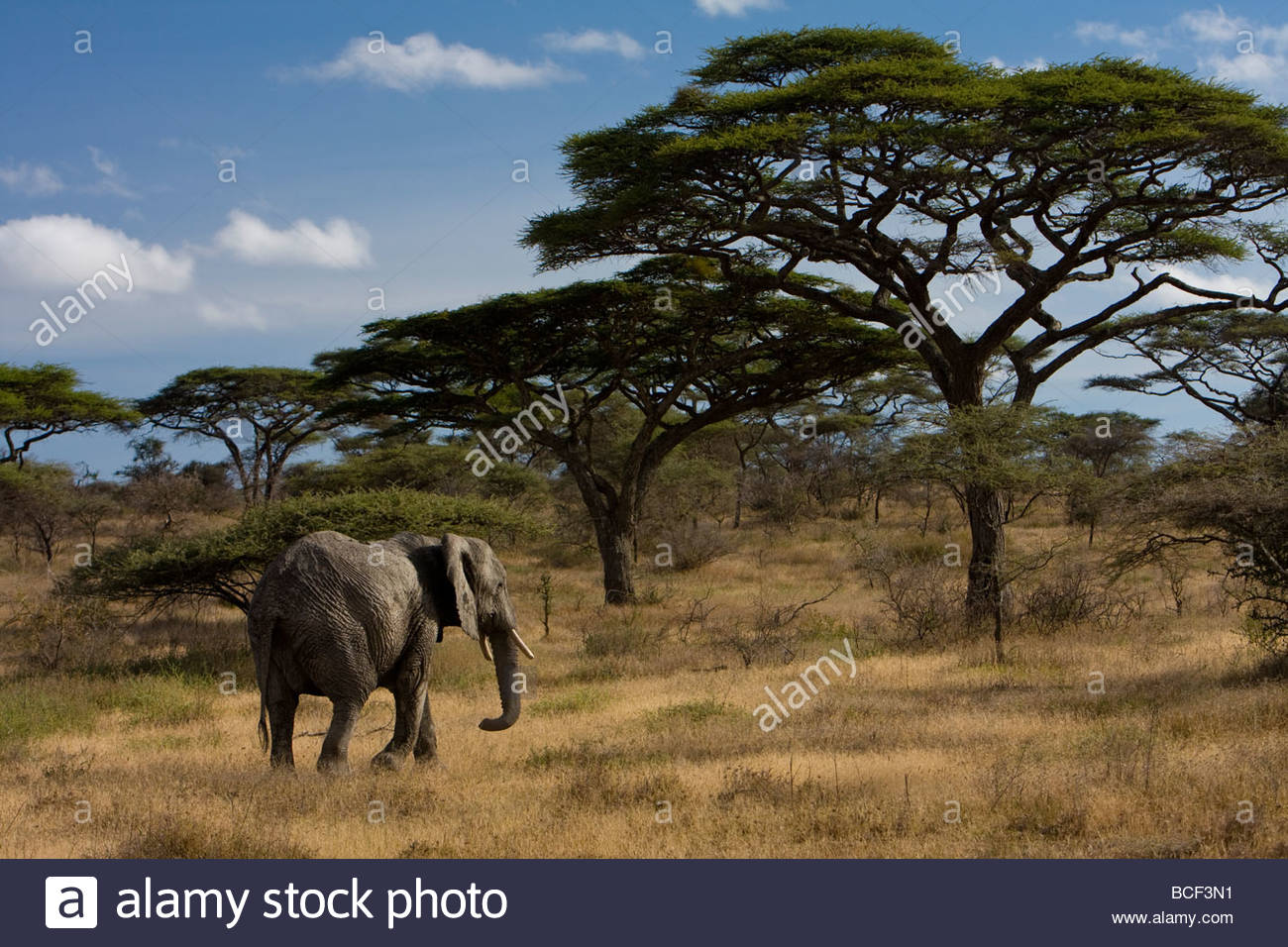An African elephant walks among Acacia trees Stock Photo - Alamy