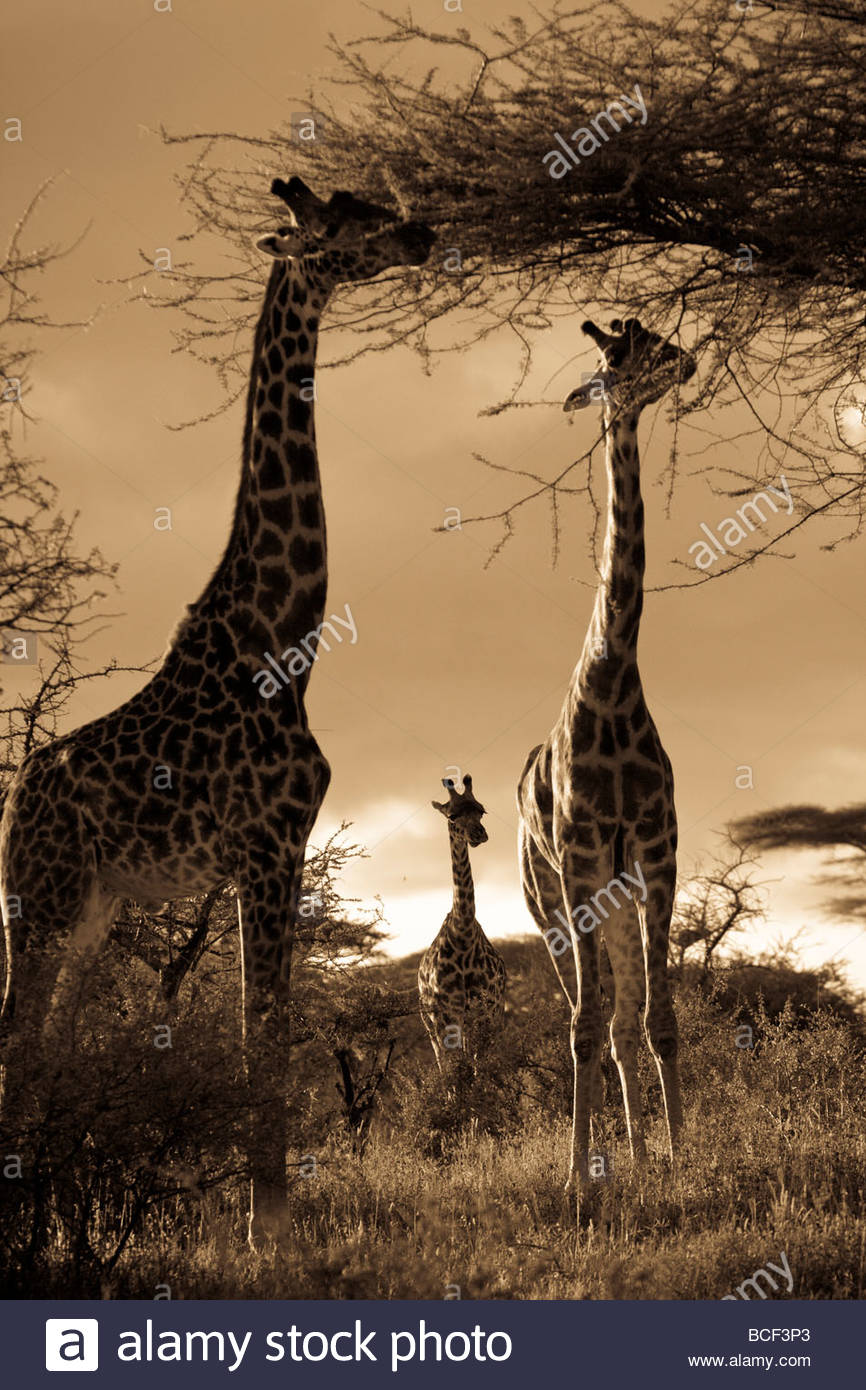 Giraffe stretch their necks to reach the branches of a tree Stock Photo ...