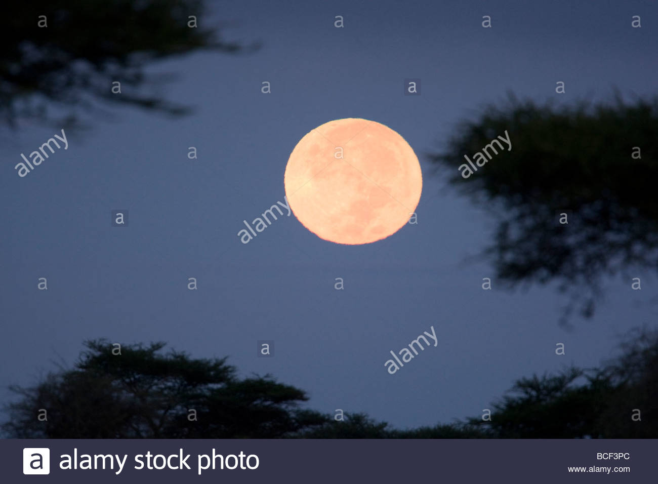 A full moon rises over the Serengeti plains Stock Photo - Alamy
