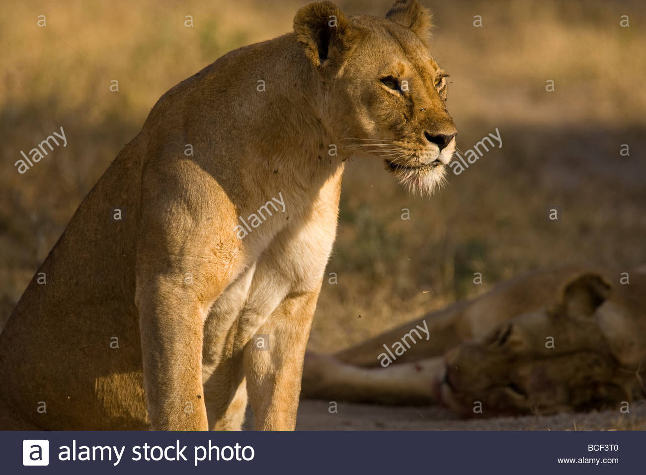 An African Lion looks into the distance while another sleeps Stock ...
