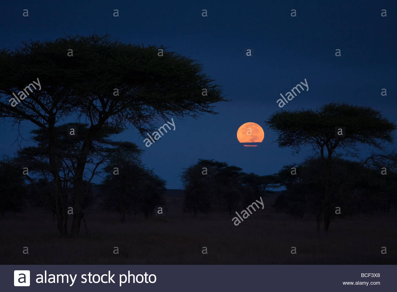 A full moon rises between acacia trees Stock Photo - Alamy