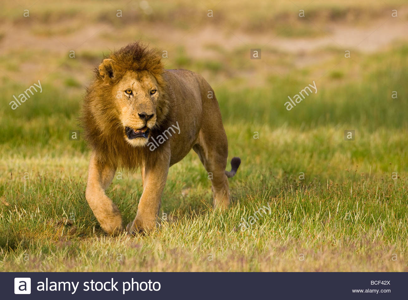 A male African lion looks off into the distance Stock Photo - Alamy