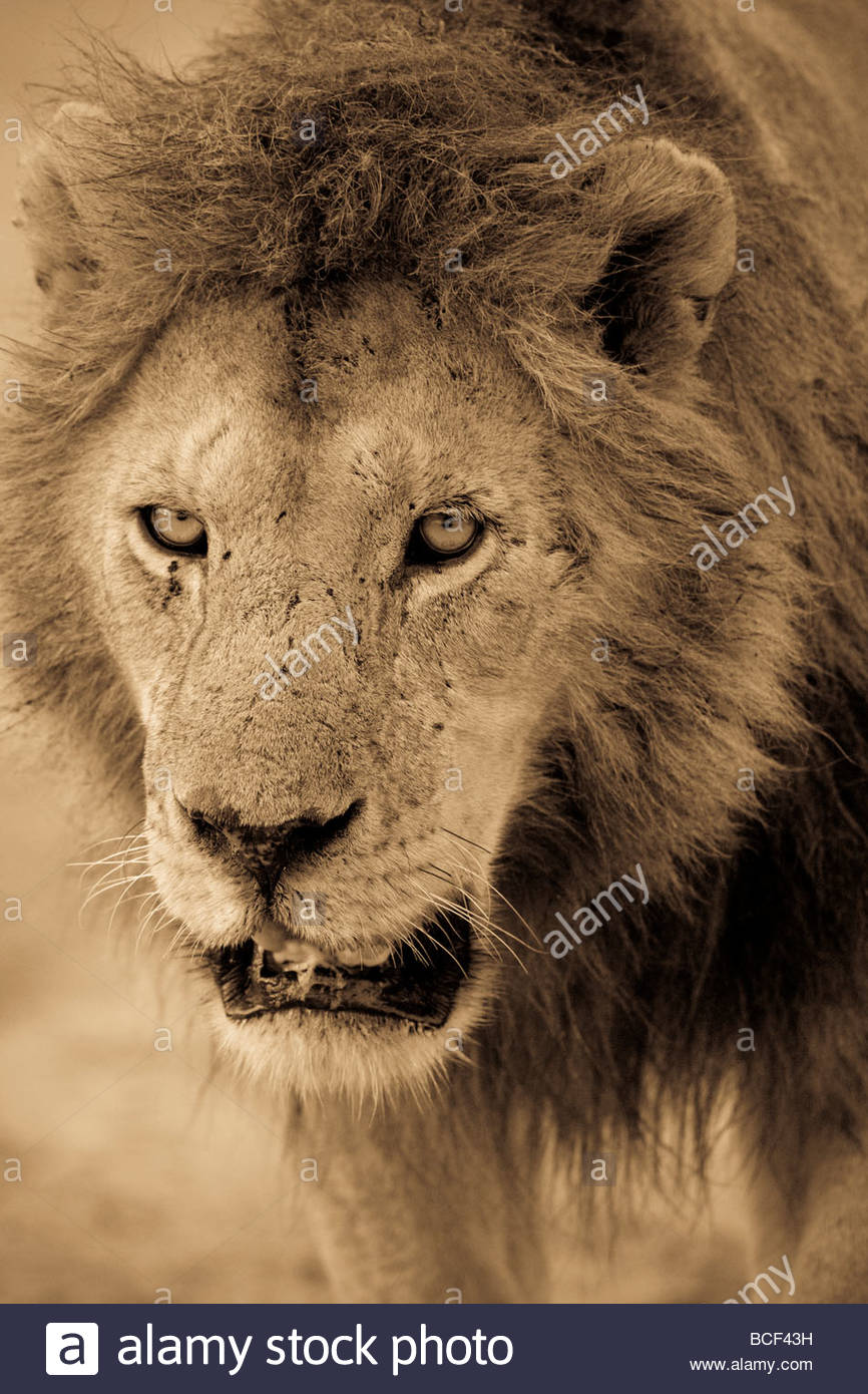 Male african lion looks hi-res stock photography and images - Alamy