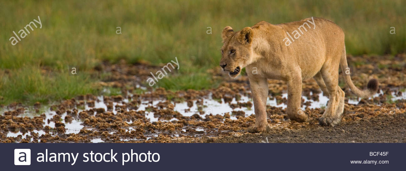 Marshy animals hi-res stock photography and images - Alamy