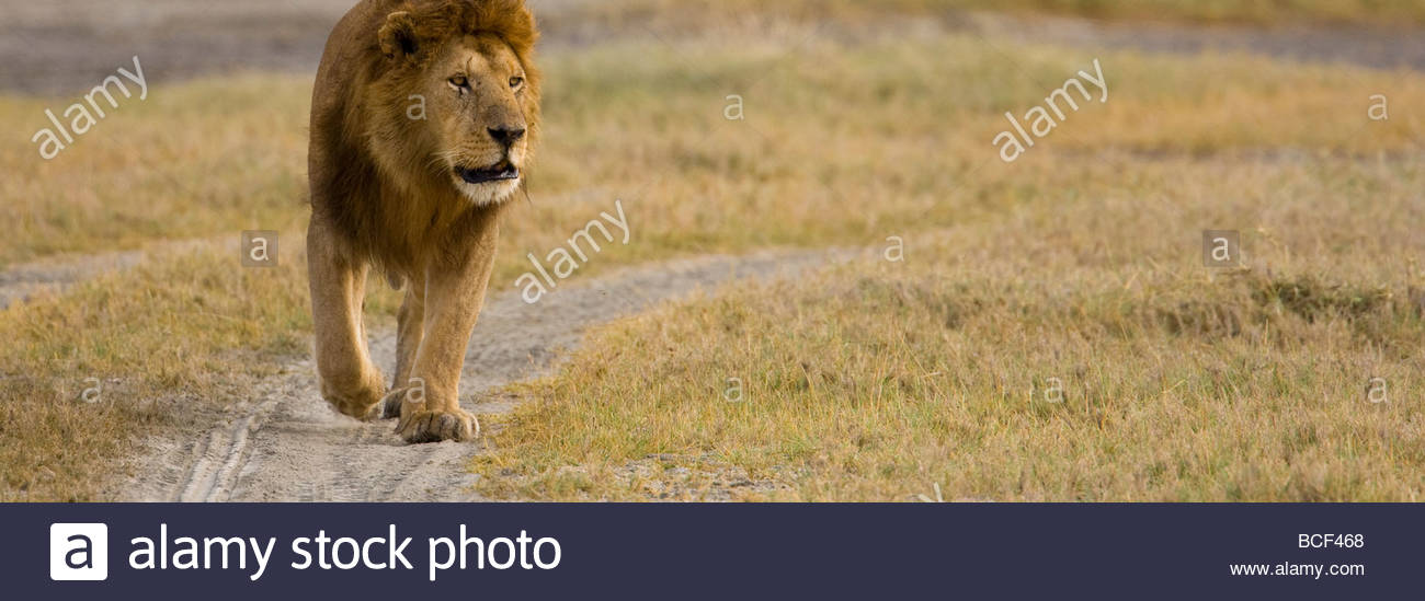 An African lion walks along a path Stock Photo - Alamy