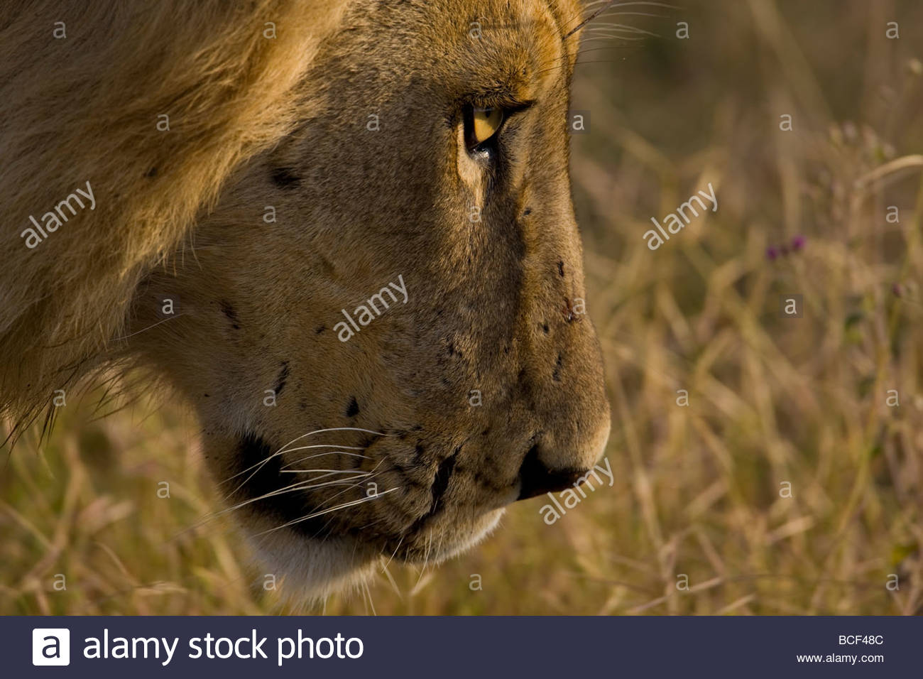 Jaws of a lion hi-res stock photography and images - Alamy