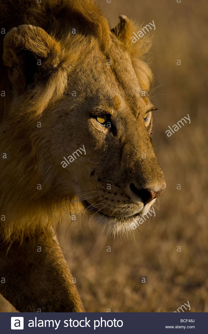 Jaws of a lion hi-res stock photography and images - Alamy