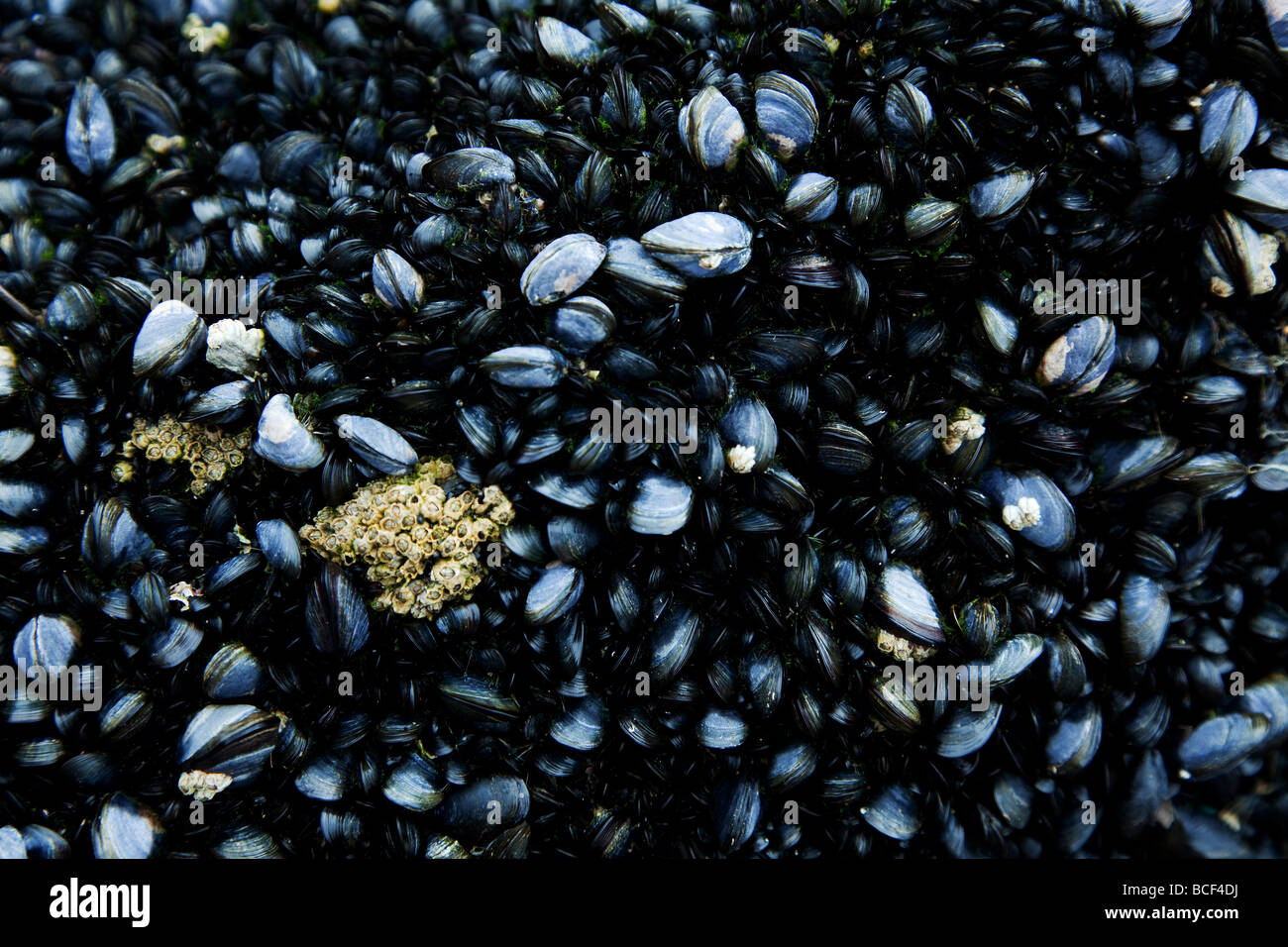 Blue mussel mytilus edulis hi-res stock photography and images - Alamy