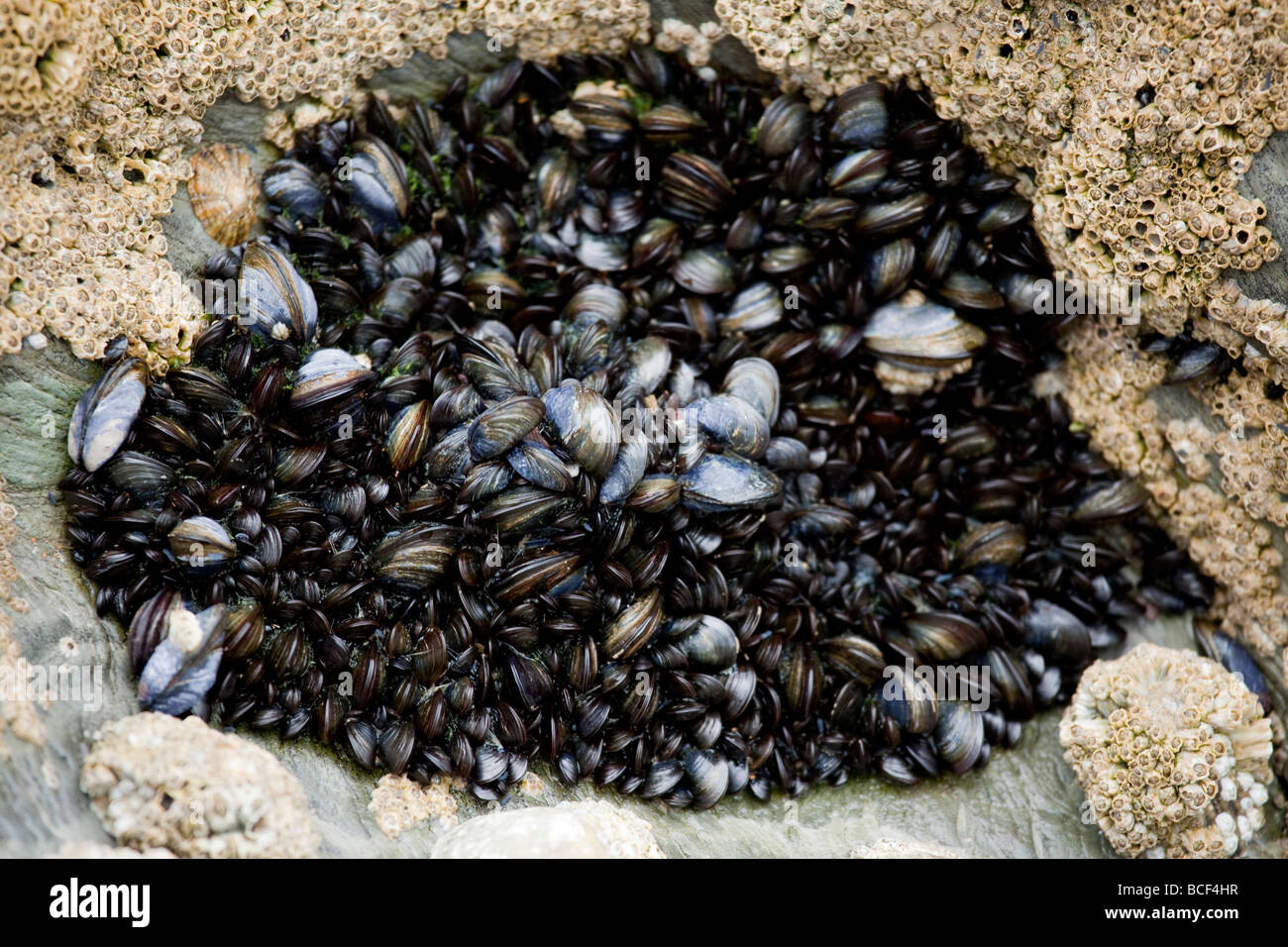 Blue mussel mytilus edulis hi-res stock photography and images - Alamy