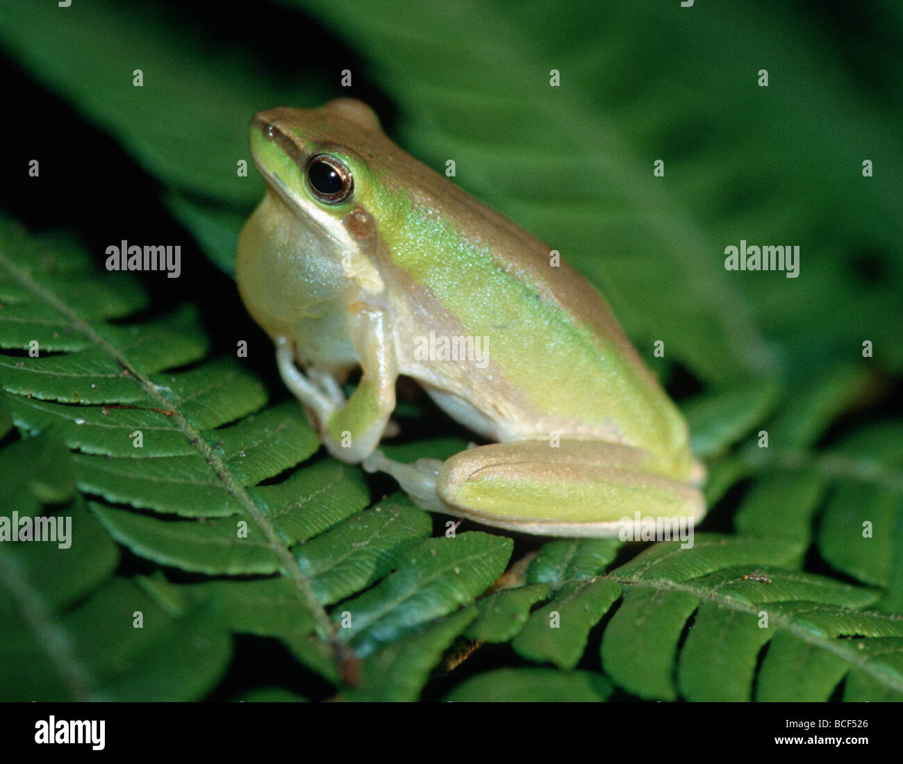 Northern Dwarf Tree Frog, Litoria bicolor Queensland, Australia Stock ...