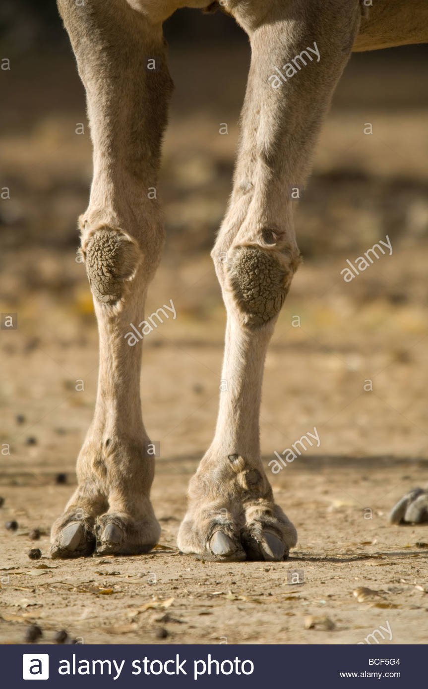 Dromedary Camel Hoof Stock Photos & Dromedary Camel Hoof Stock Images ...