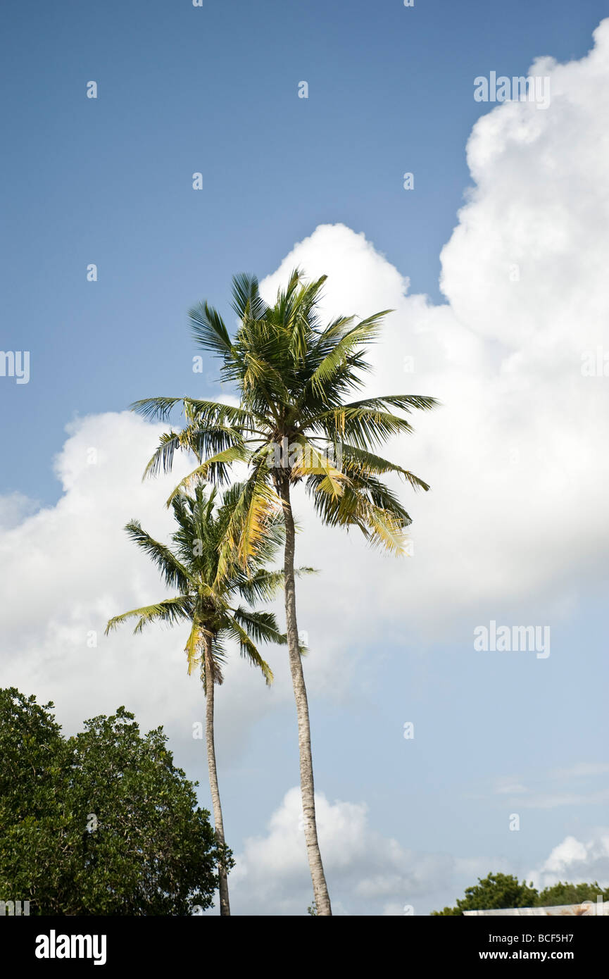 Malindi kenya palm trees hi-res stock photography and images - Alamy
