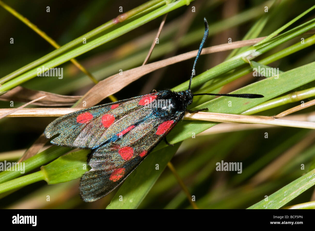 Five Spot Burnet Zygaena Trifolii High Resolution Stock Photography and ...