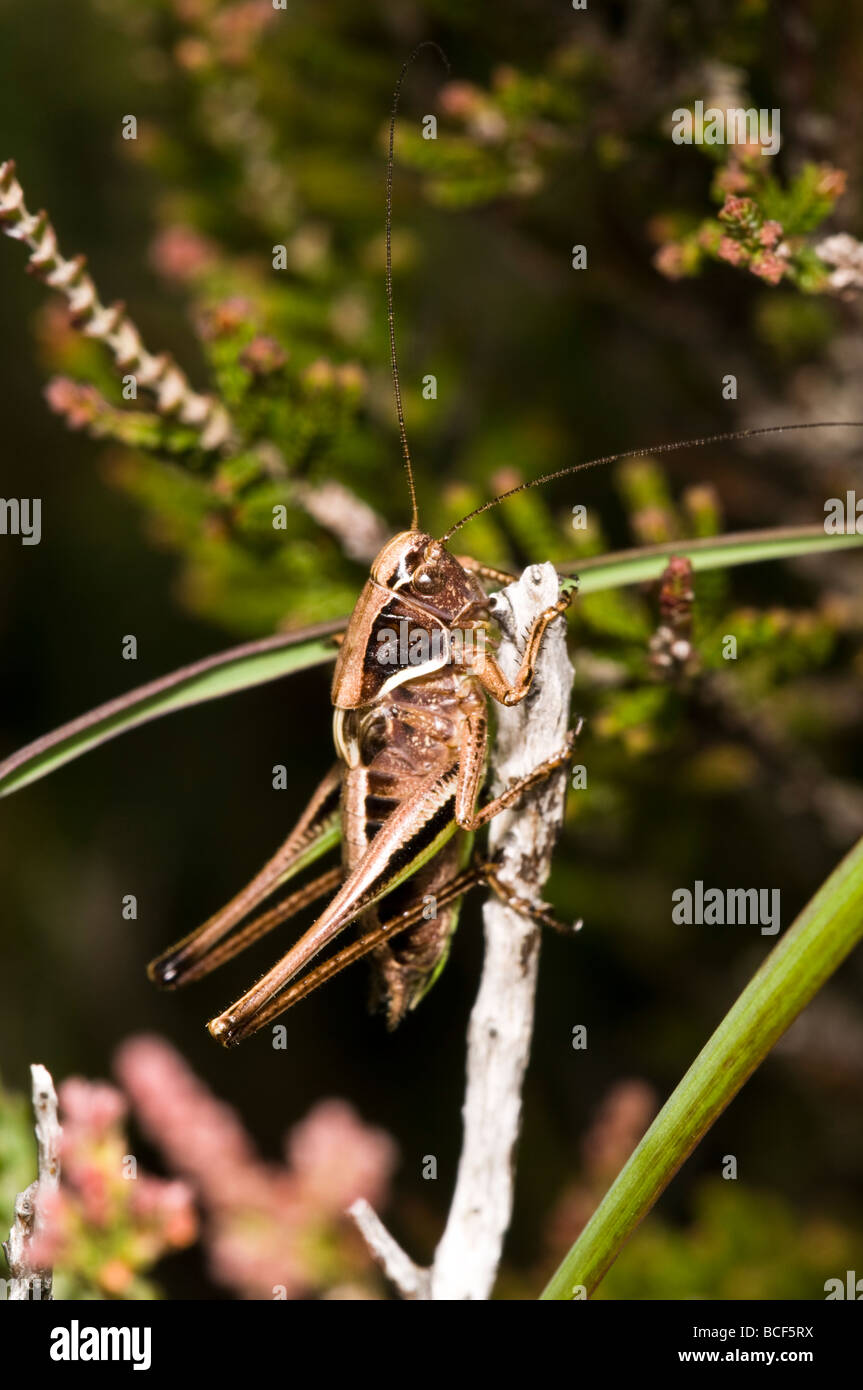 Bog Bush Cricket Stock Photo - Alamy