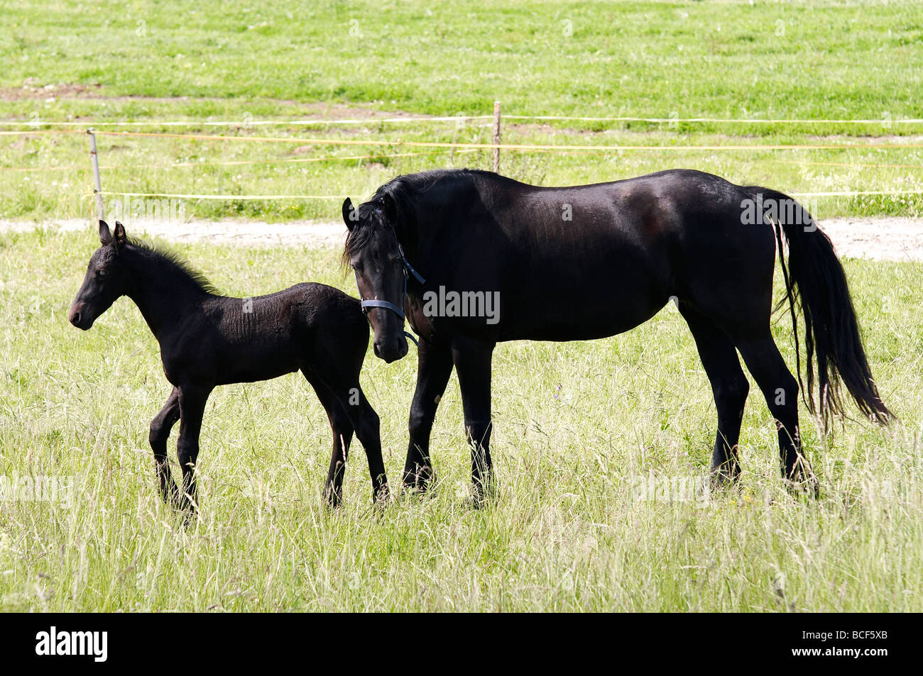 Colt black and hi-res stock photography and images - Alamy