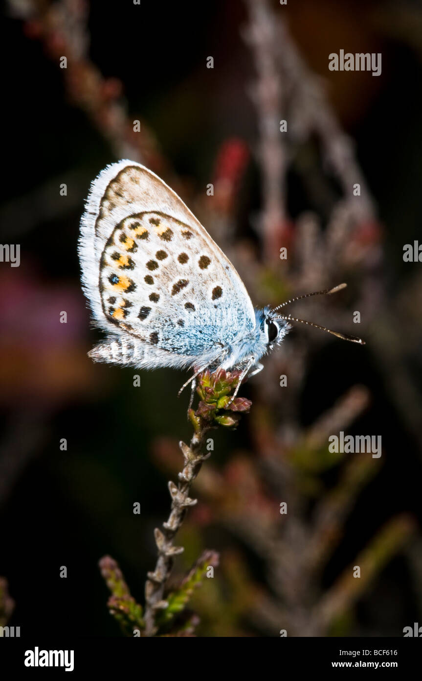 Silver-studded Blue butterfly Stock Photo - Alamy