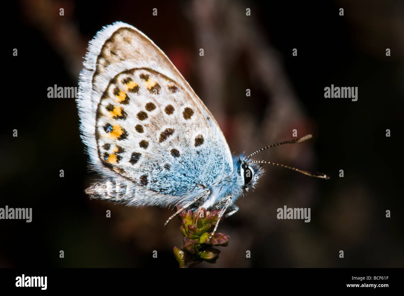 Silver-studded Blue butterfly Stock Photo - Alamy
