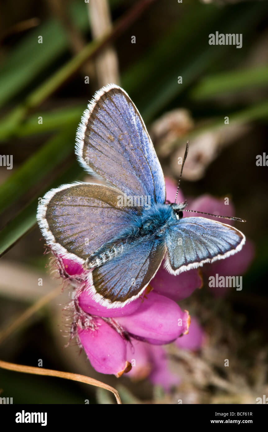 Silver-studded Blue butterfly Stock Photo - Alamy