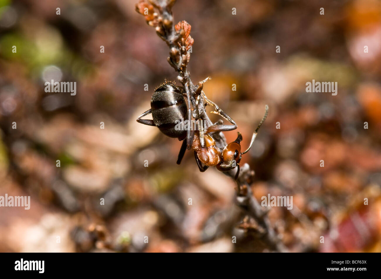 Ant ecology hi-res stock photography and images - Alamy