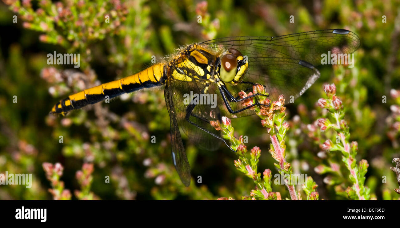Female Black Darter dragonfly Stock Photo - Alamy