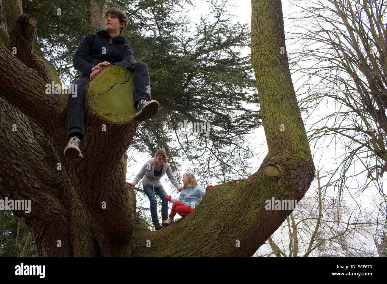 3 kids climb a tree Stock Photo - Alamy
