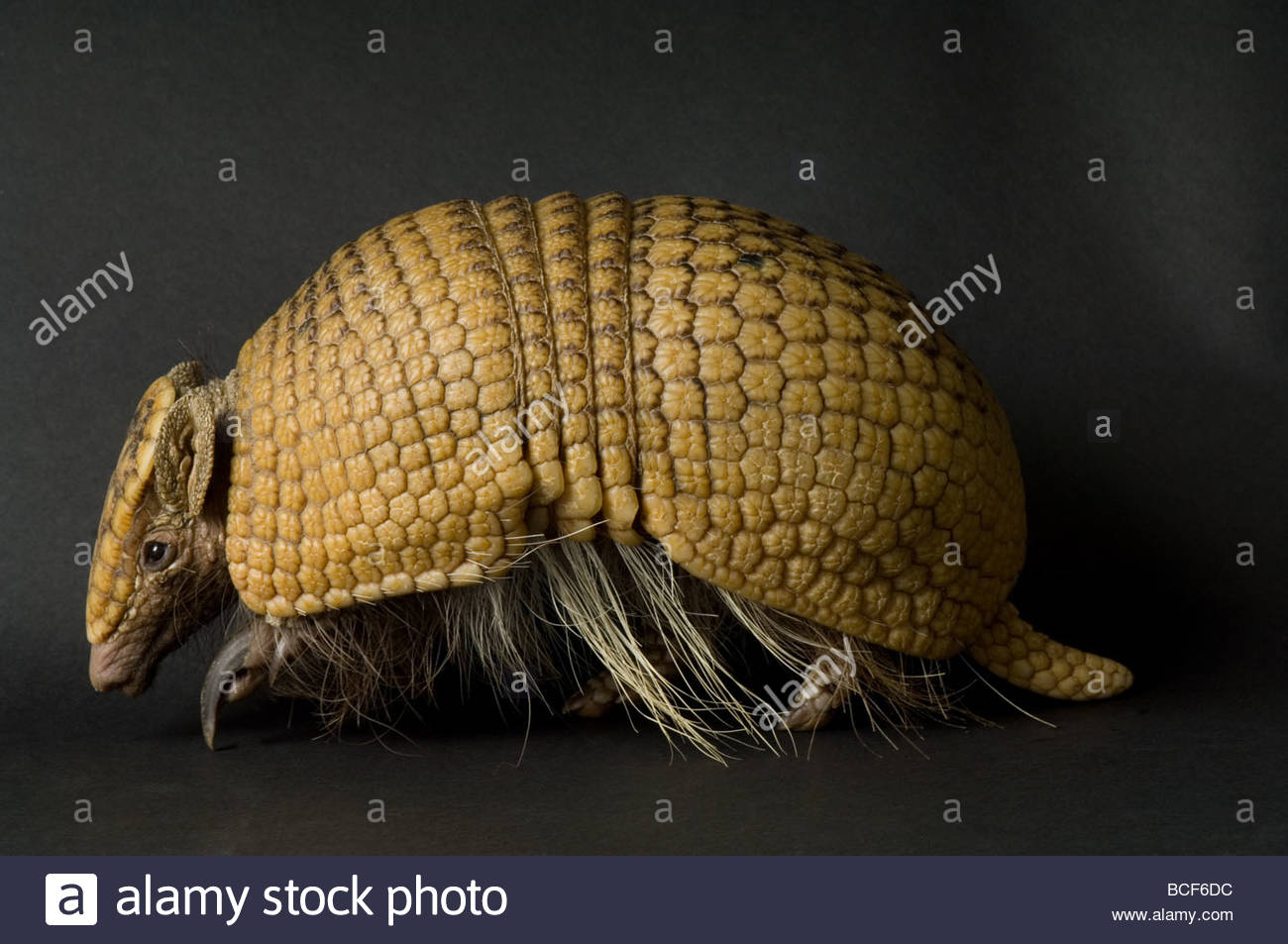 Tolypeutes Stock Photos & Tolypeutes Stock Images - Alamy