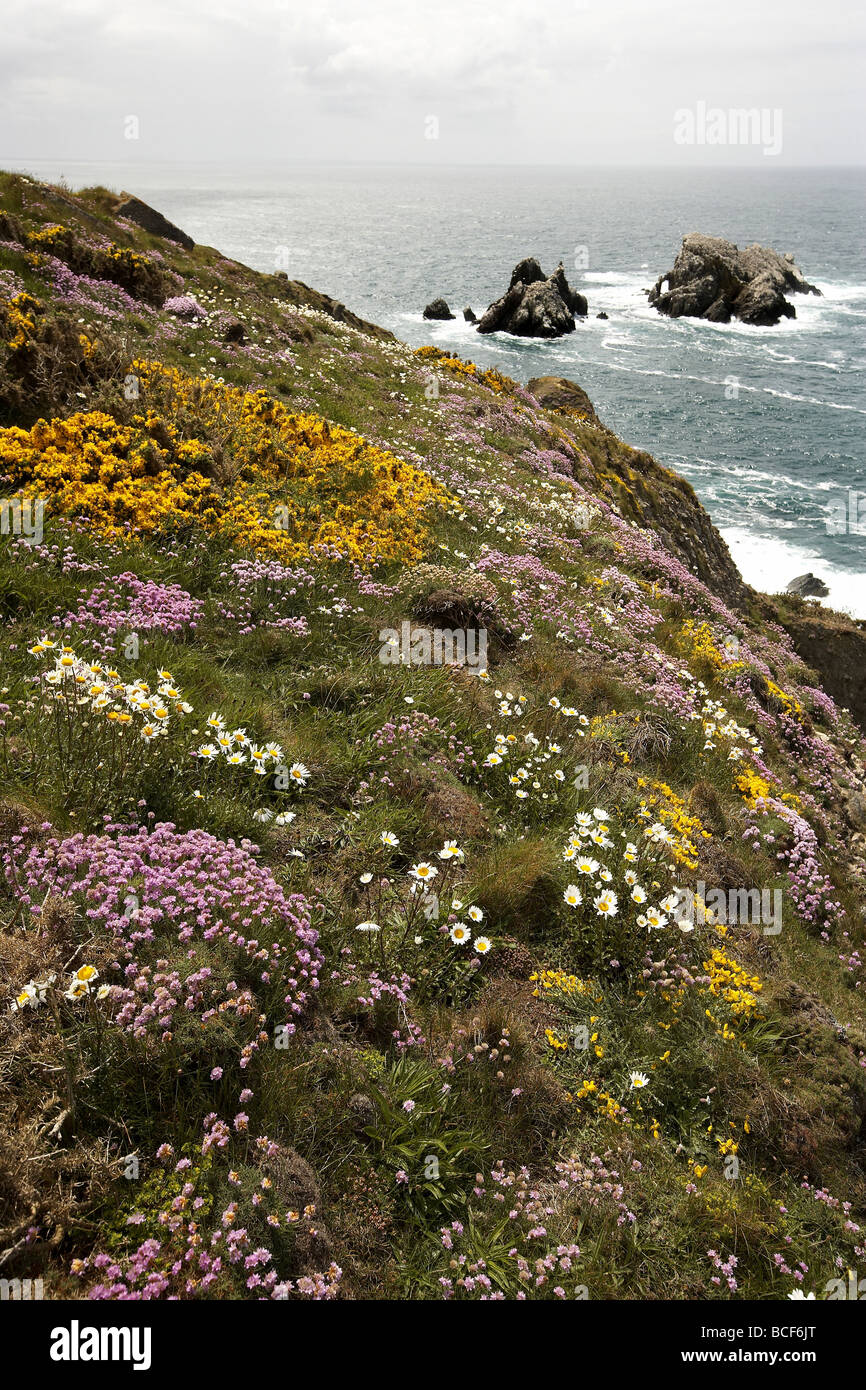 Channel islands island wild flowers hi-res stock photography and images ...