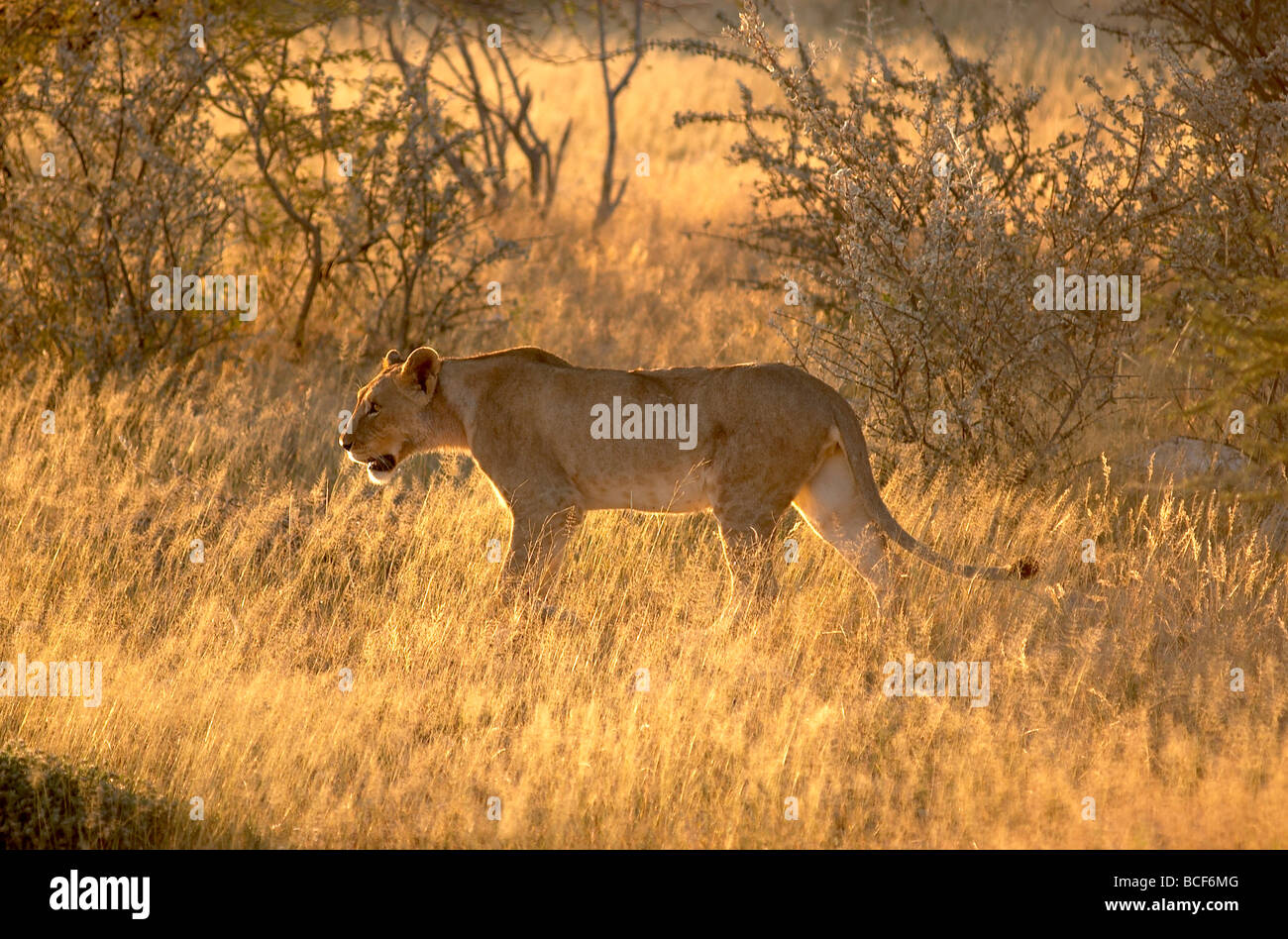 Lioness in evening sunlight Etosha Nationa Park Namibia, Africa Stock ...
