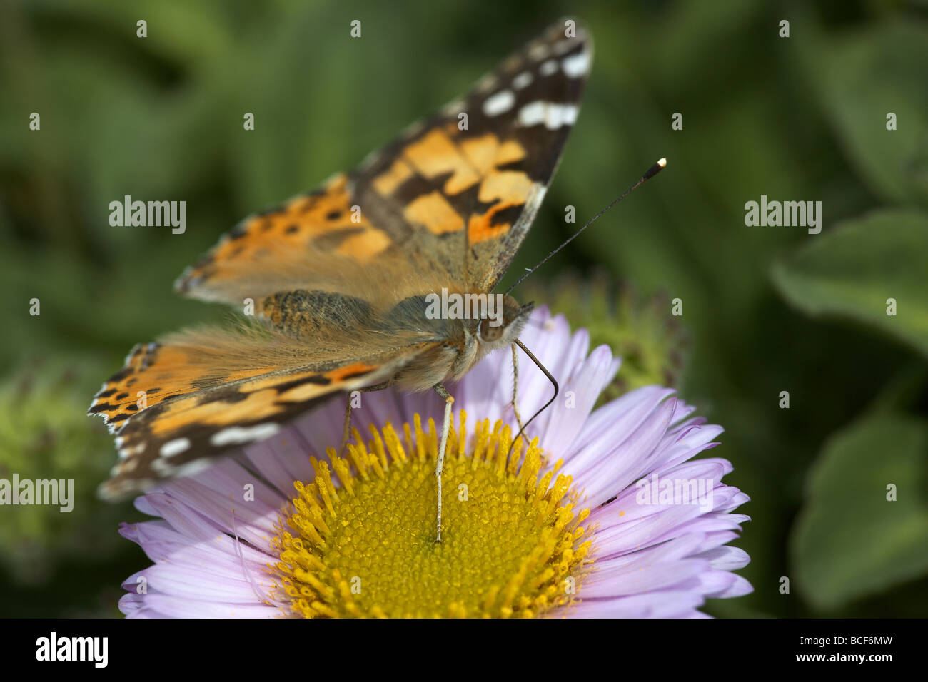 Lady channel hi-res stock photography and images - Alamy