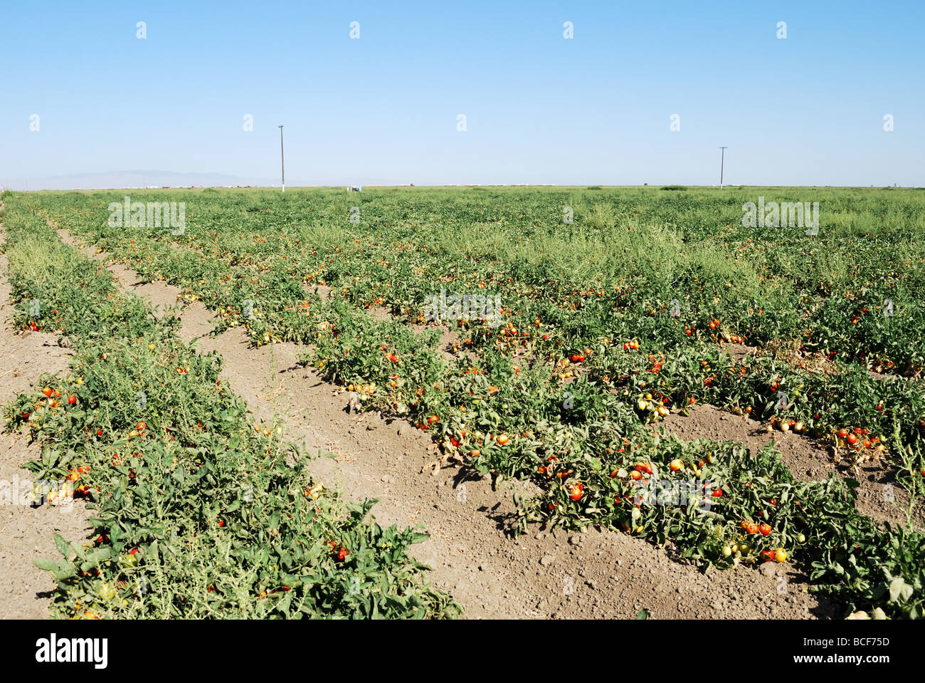 Tomato field california hi-res stock photography and images - Alamy