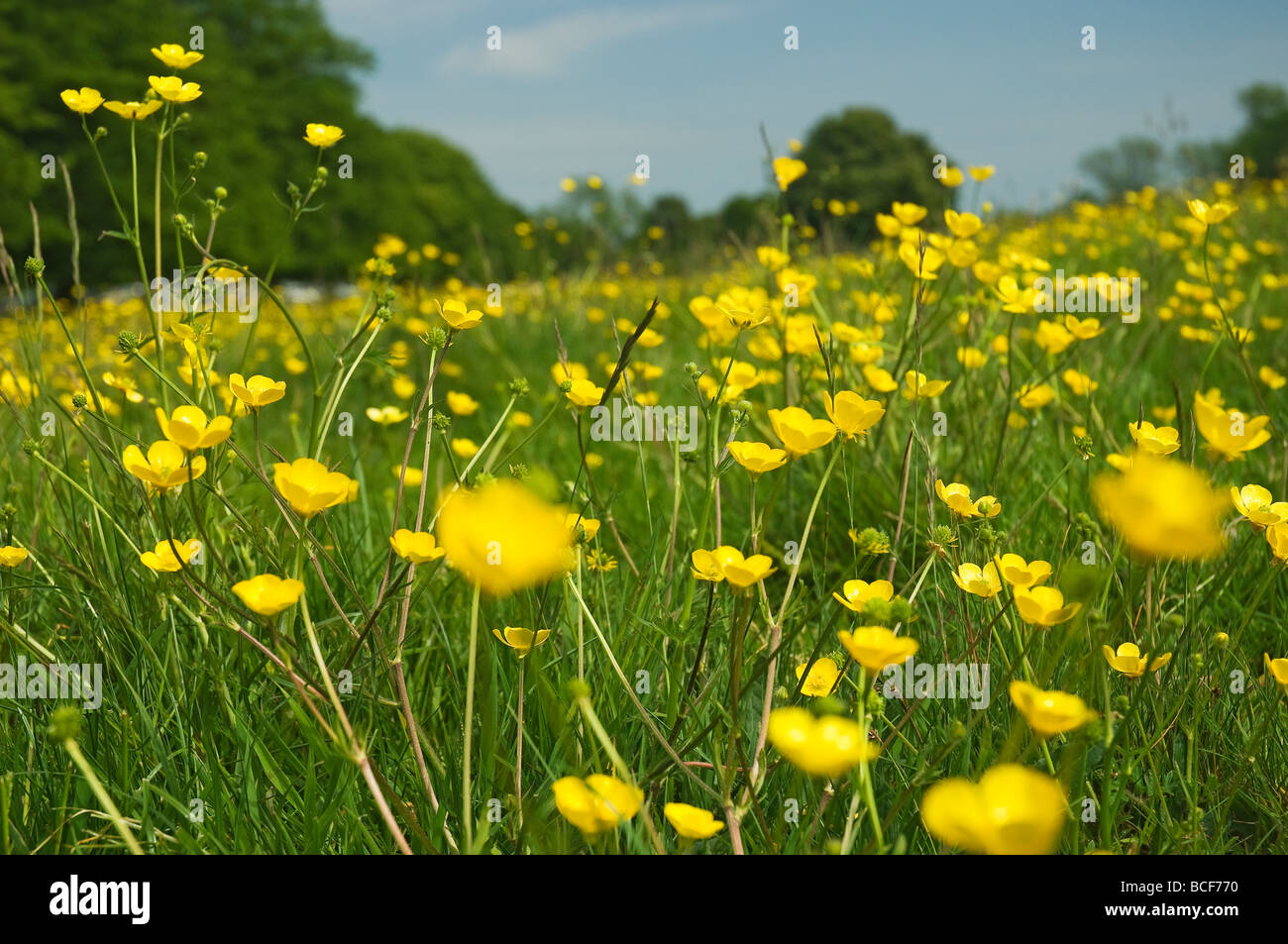 English summer flowers hi-res stock photography and images - Alamy
