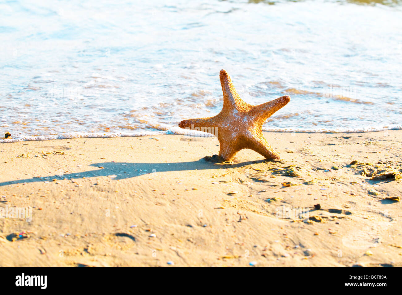 Star fish on the Beach Stock Photo - Alamy