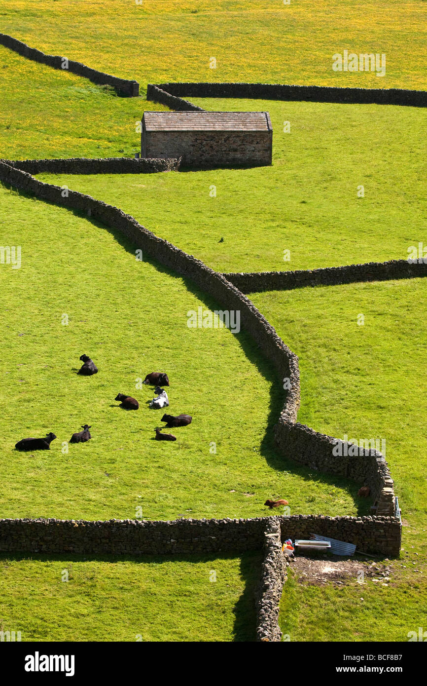 Swaledale barn and stone walls meadows Gunnerside Bottoms Yorkshire ...