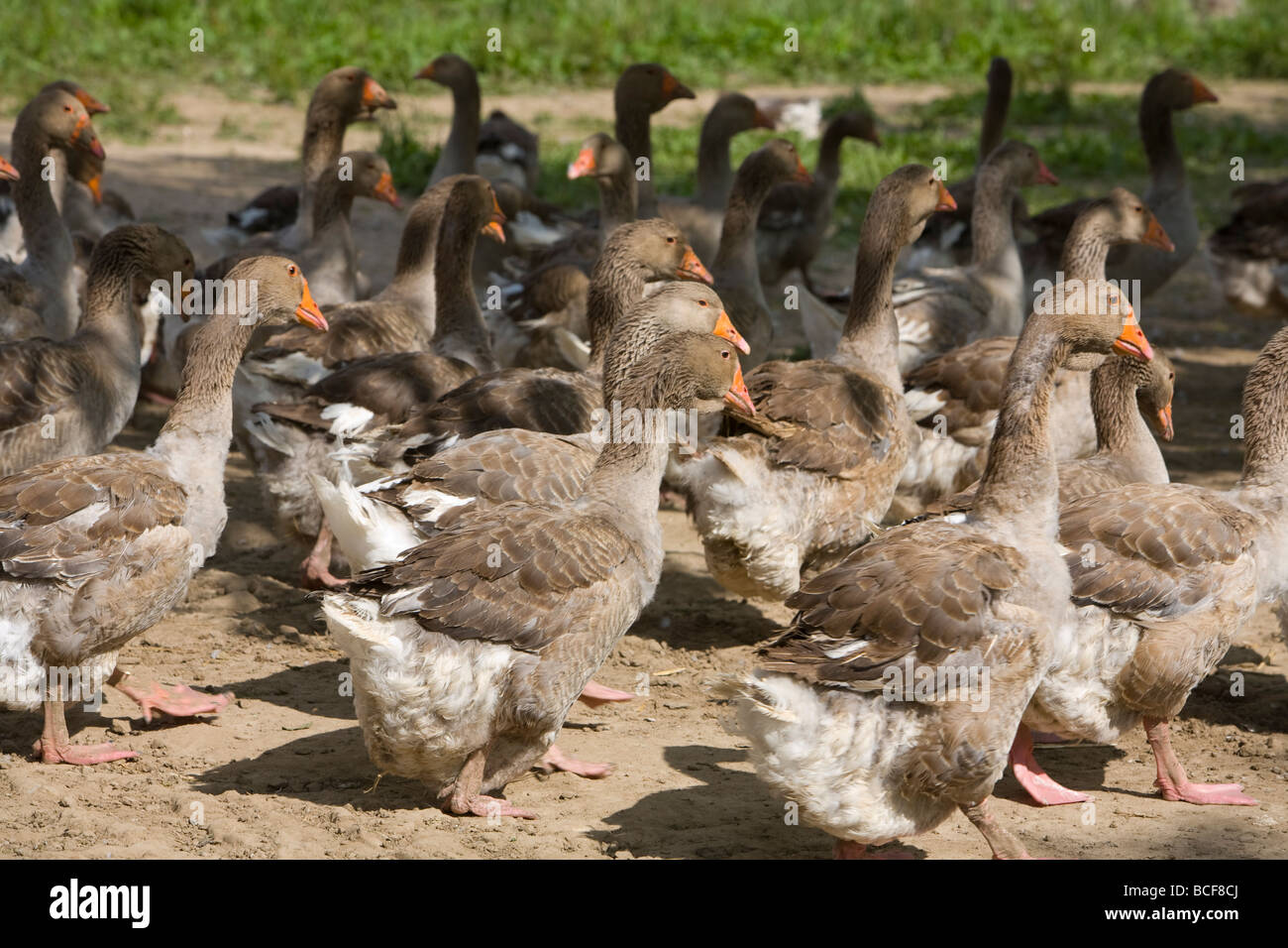 Perigord geese, Dordogne, Aquitaine, France Stock Photo - Alamy