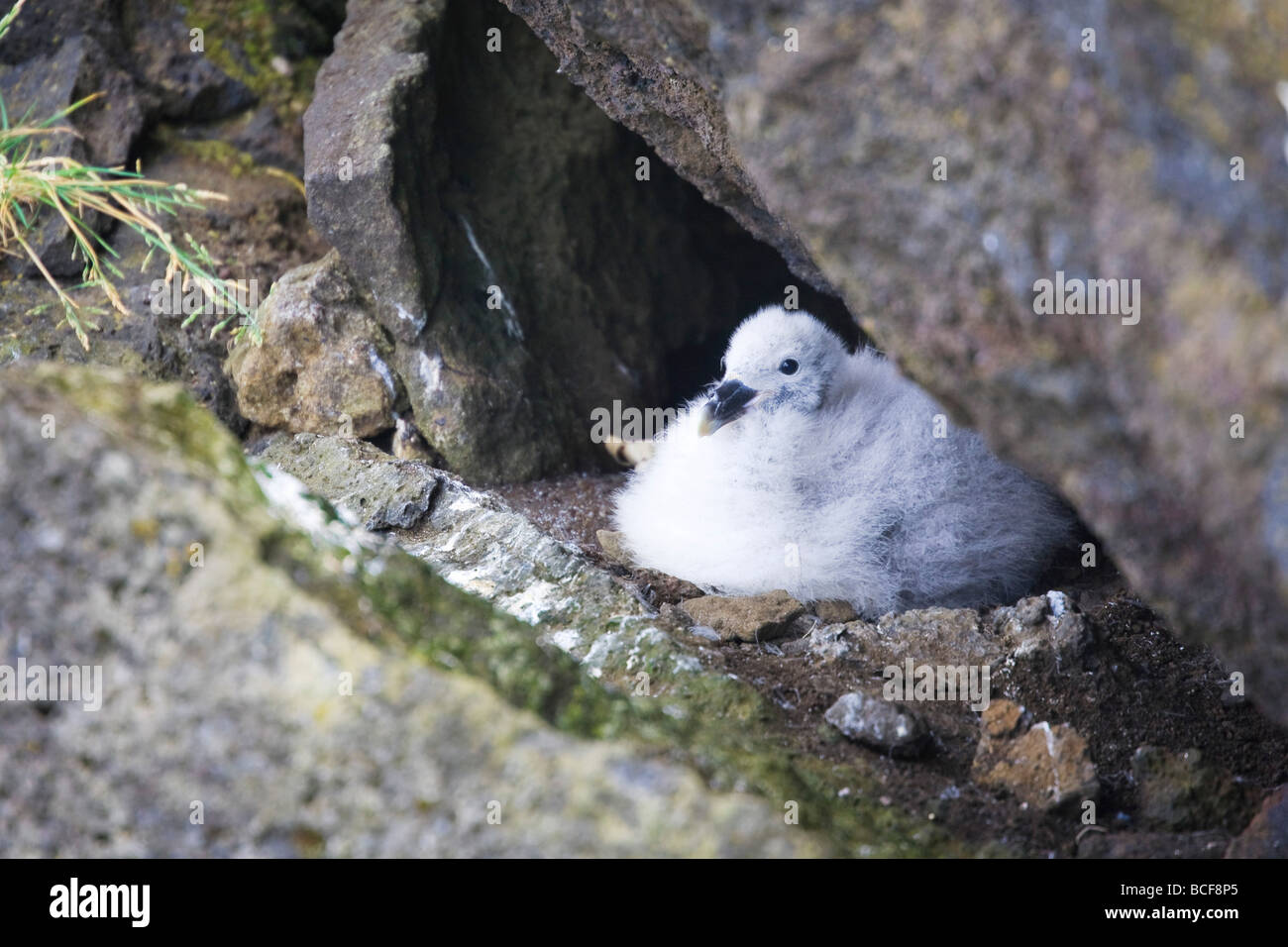 Puffin chick hi-res stock photography and images - Alamy