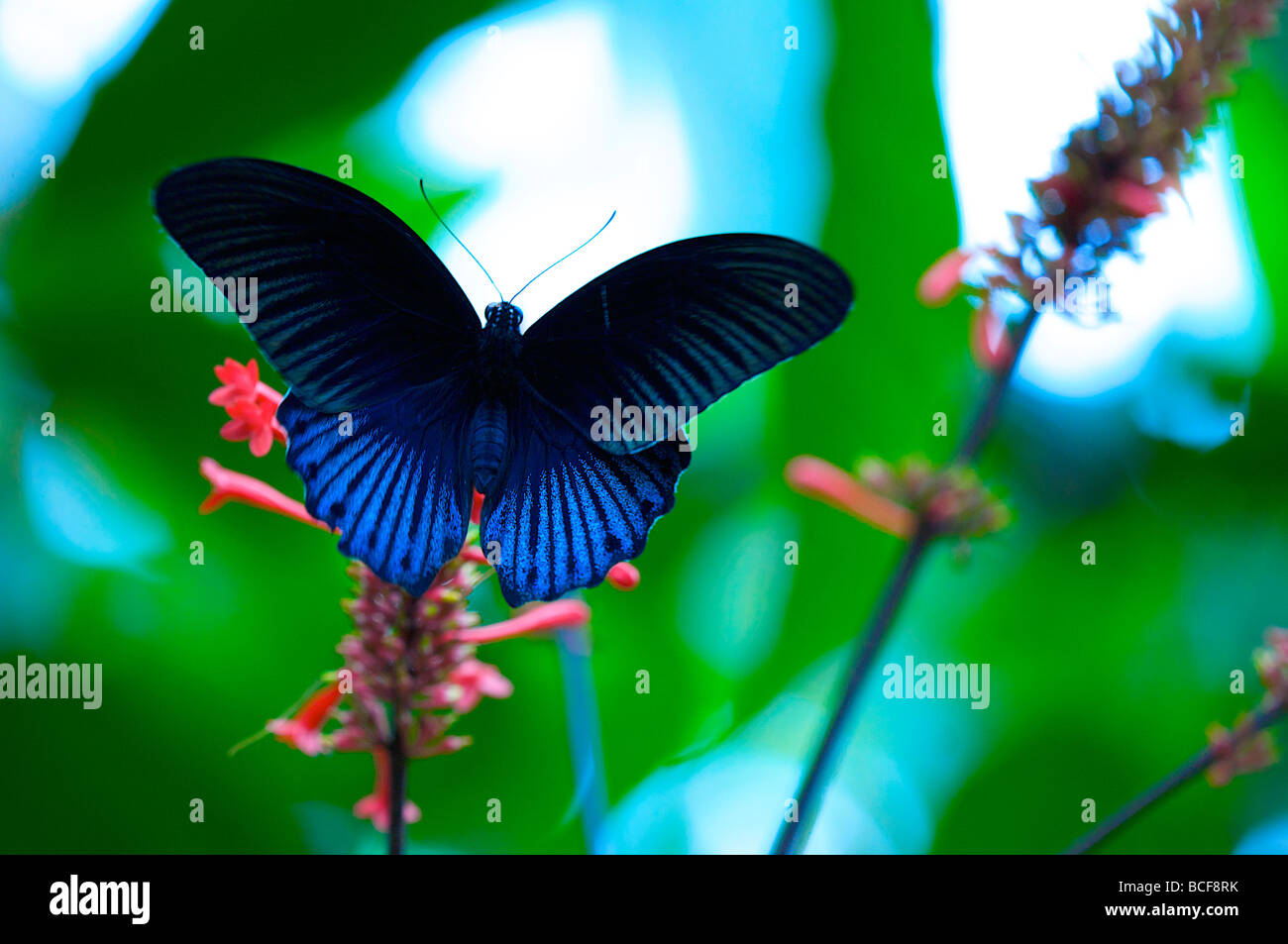 Indonesian butterfly hi-res stock photography and images - Alamy