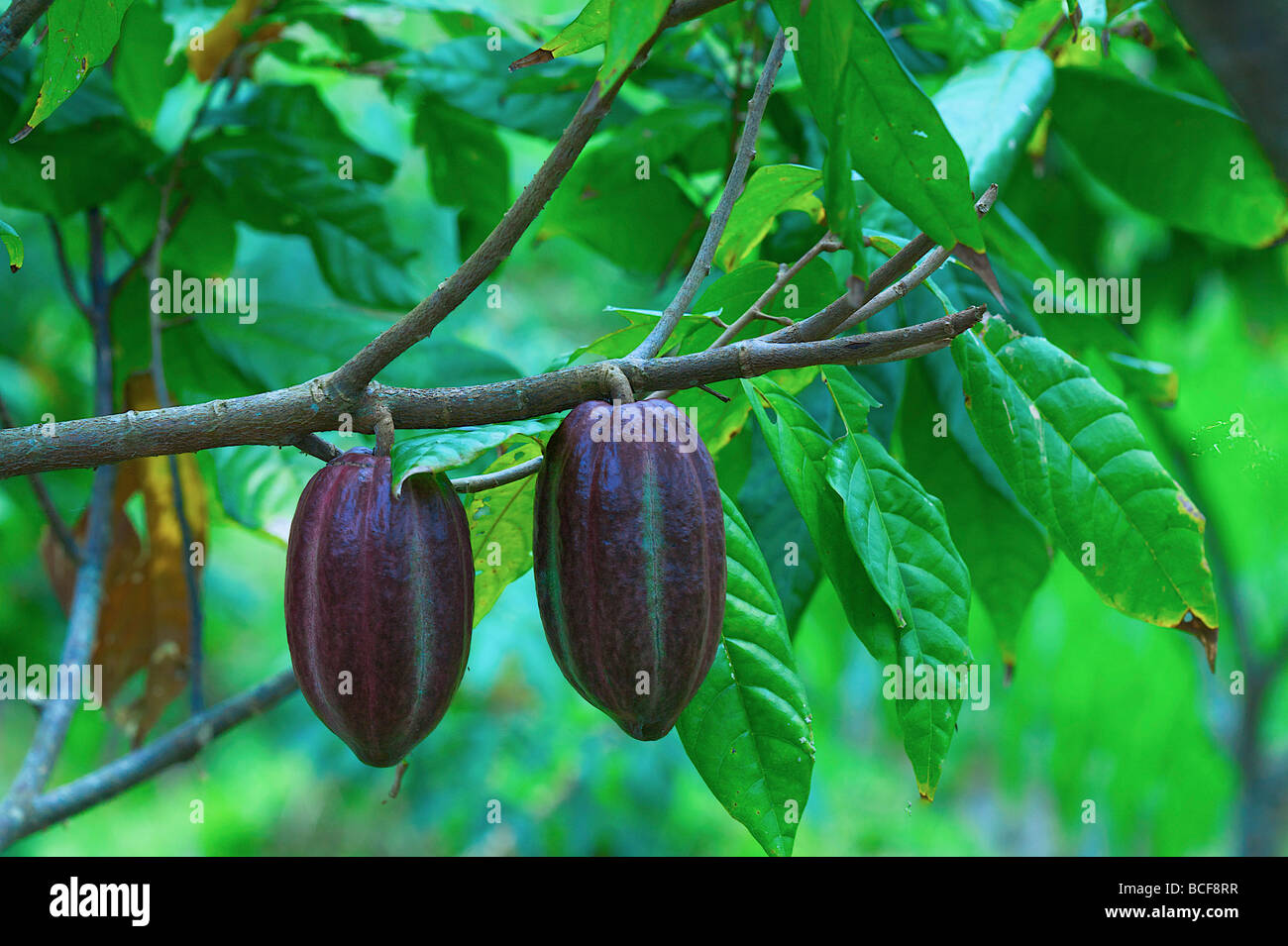 Beans tree hi-res stock photography and images - Alamy