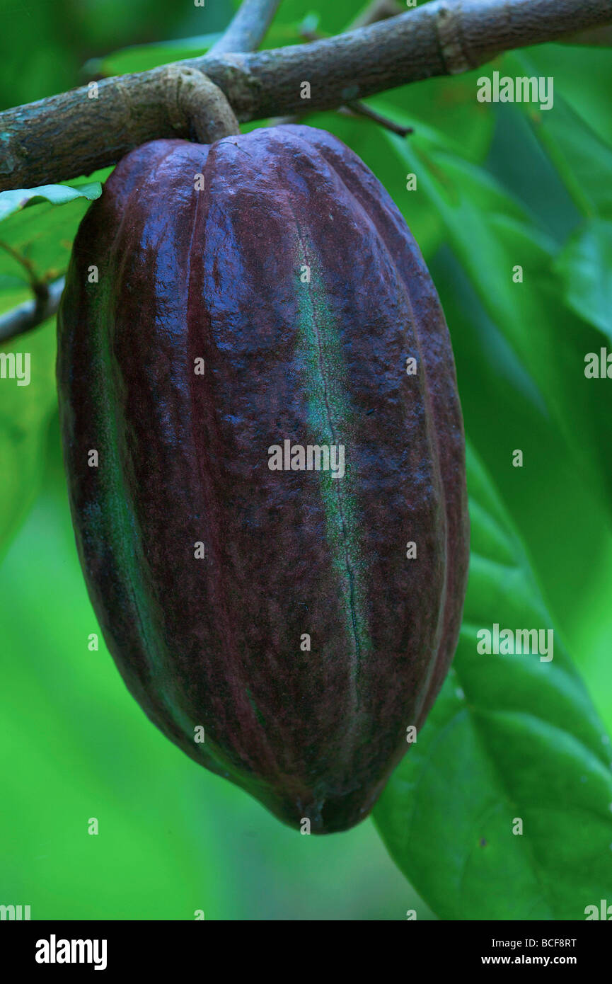 Cacao beans chocolate tree bali hi-res stock photography and images - Alamy
