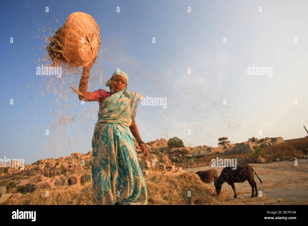 Woman sifting rice hi-res stock photography and images - Alamy