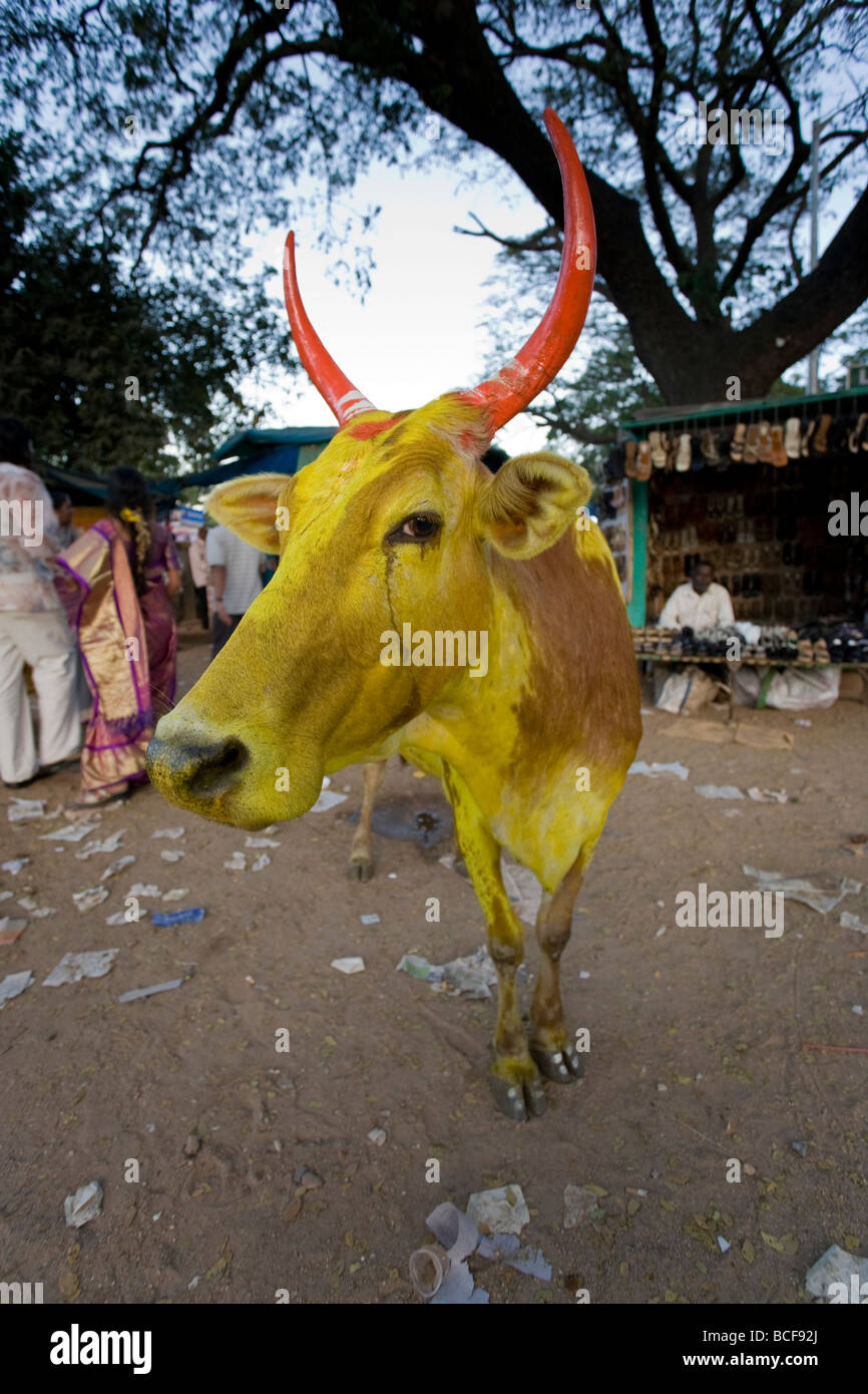 Painted Cow, Mysore, Karnataka, India Stock Photo - Alamy