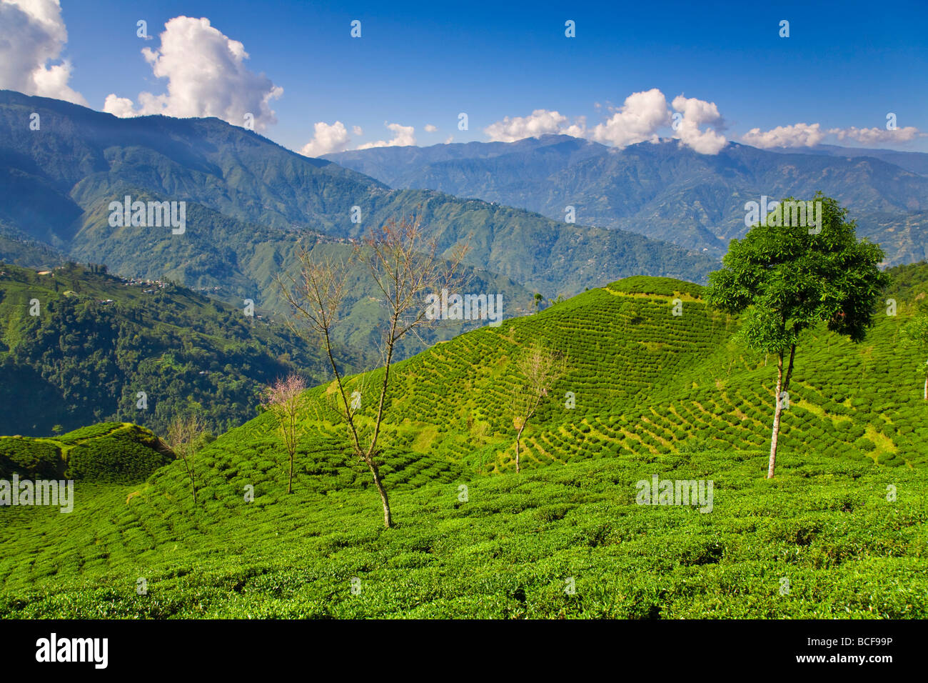 India,West Bengal, Darjeeling, Happy Valley Tea Estate Stock Photo - Alamy
