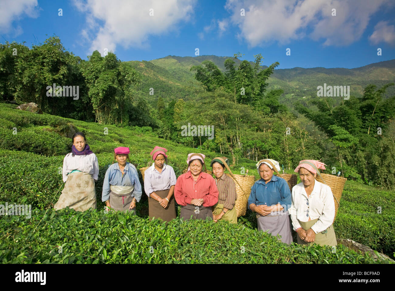 India tea estate hi-res stock photography and images - Alamy