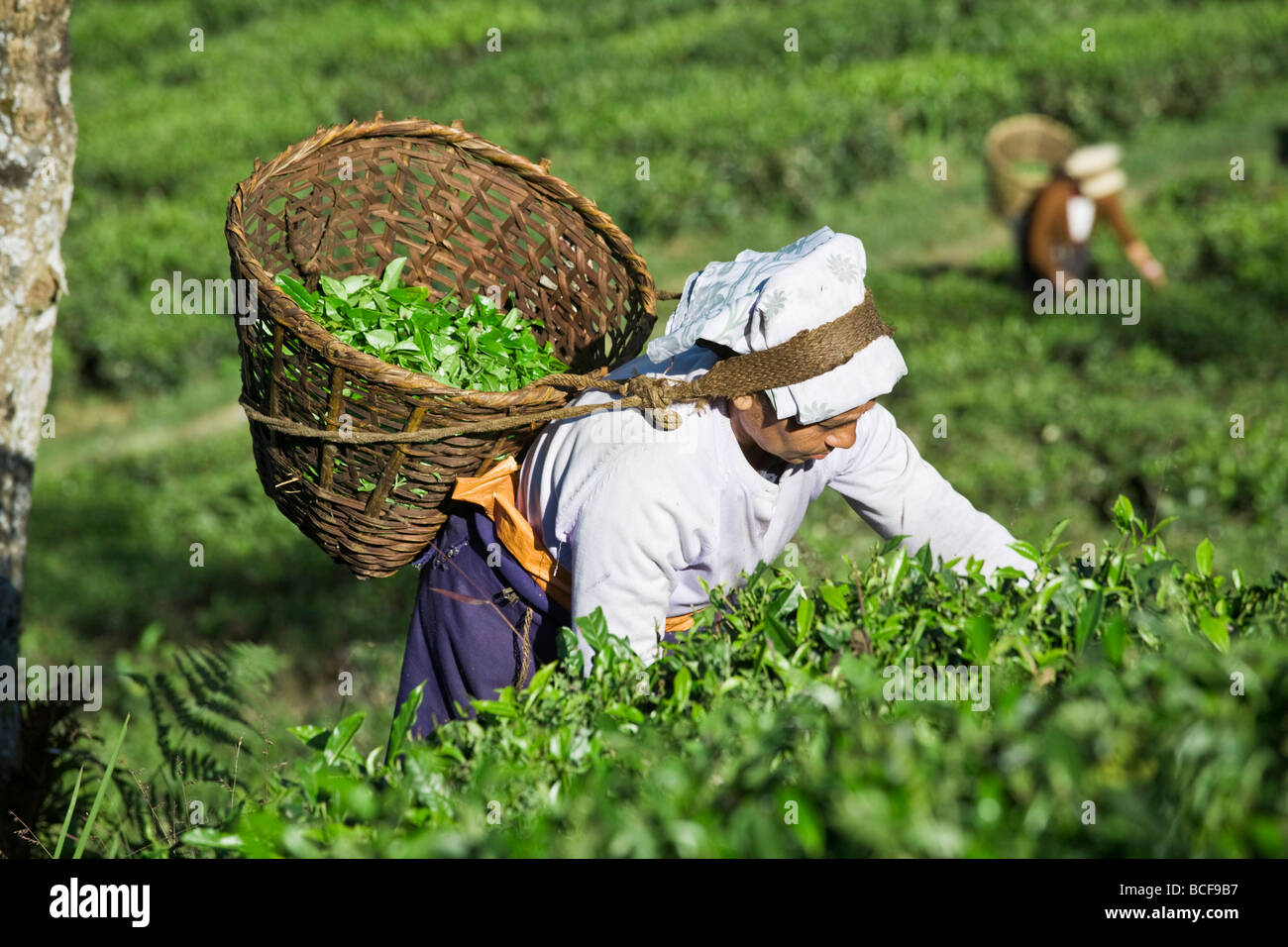 India, West Bengal, Darjeeling, Arya Tea Estate, Women tea picking ...