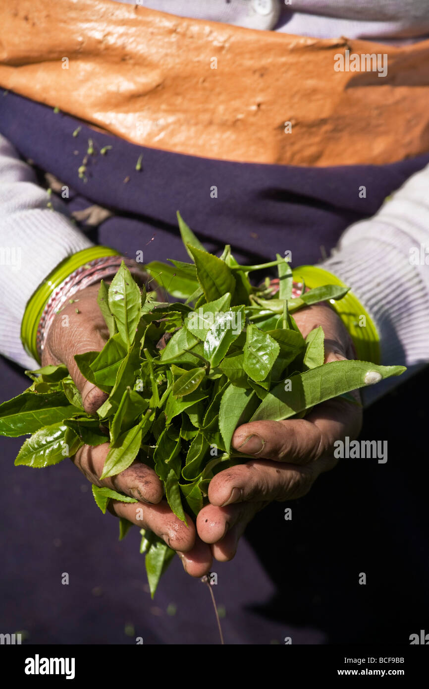 India, West Bengal, Darjeeling, Arya Tea Estate, Woman tea picker ...