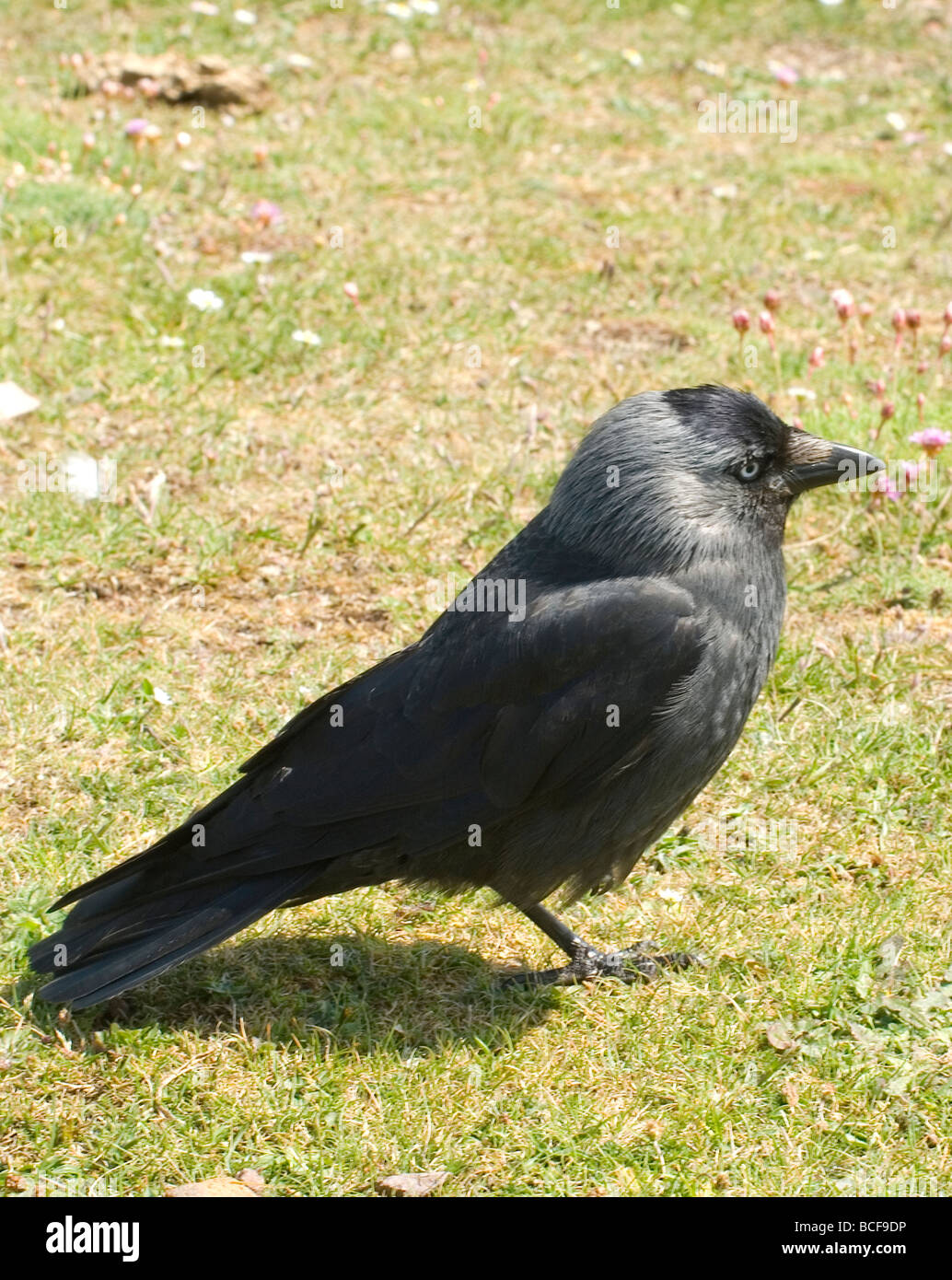 Jackdaw scotland hi-res stock photography and images - Alamy
