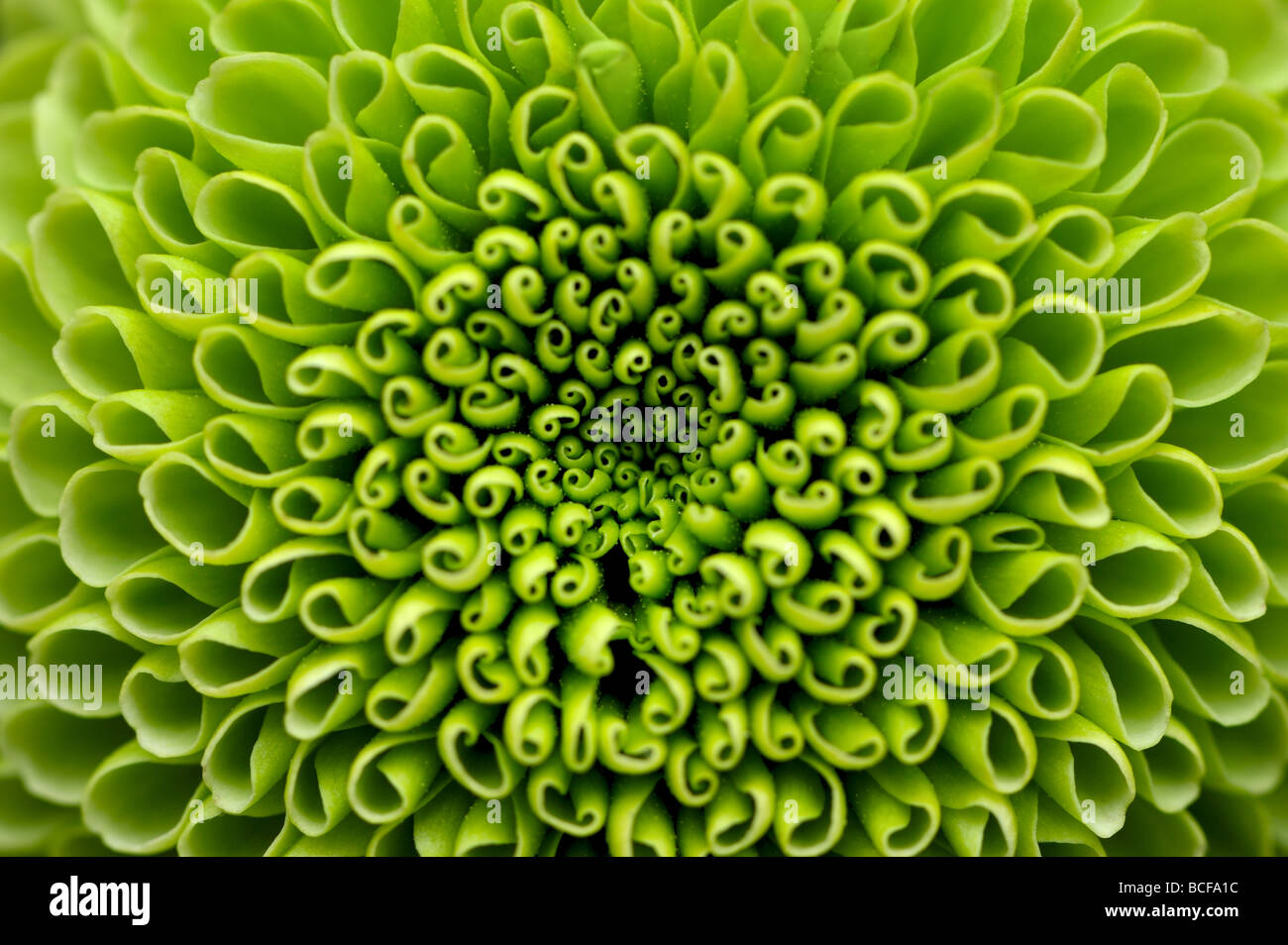 Green flower close-up, abstract background Stock Photo - Alamy